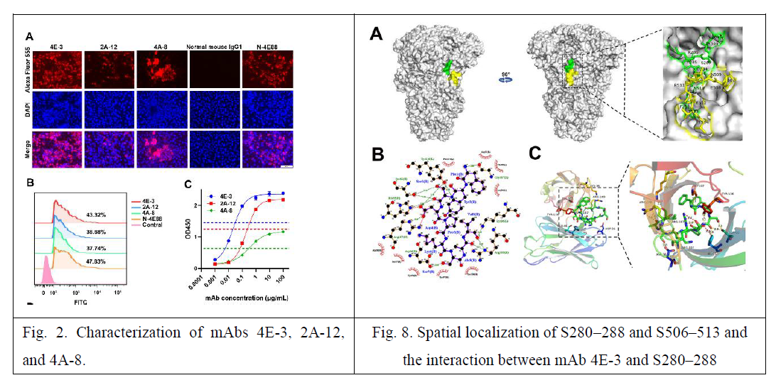 IJBM｜猪δ冠状病毒（PDCoV）S蛋白一个免疫优势中和抗原表位的鉴定-四川农业大学动物医学院